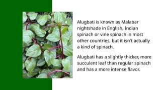 The Amazing and Marvelous Usage of Alugbati.pptx