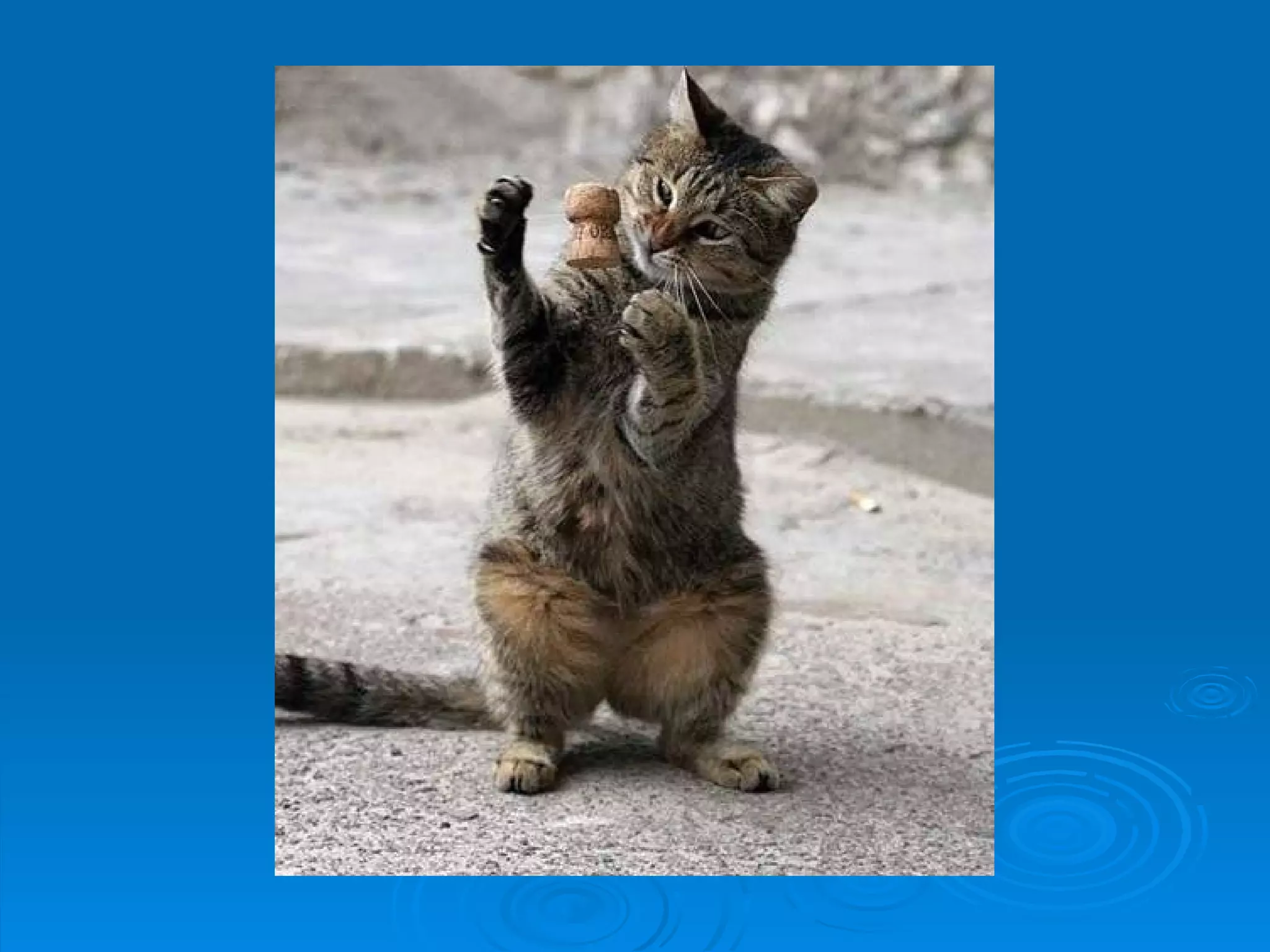 Amazing animals | PPT