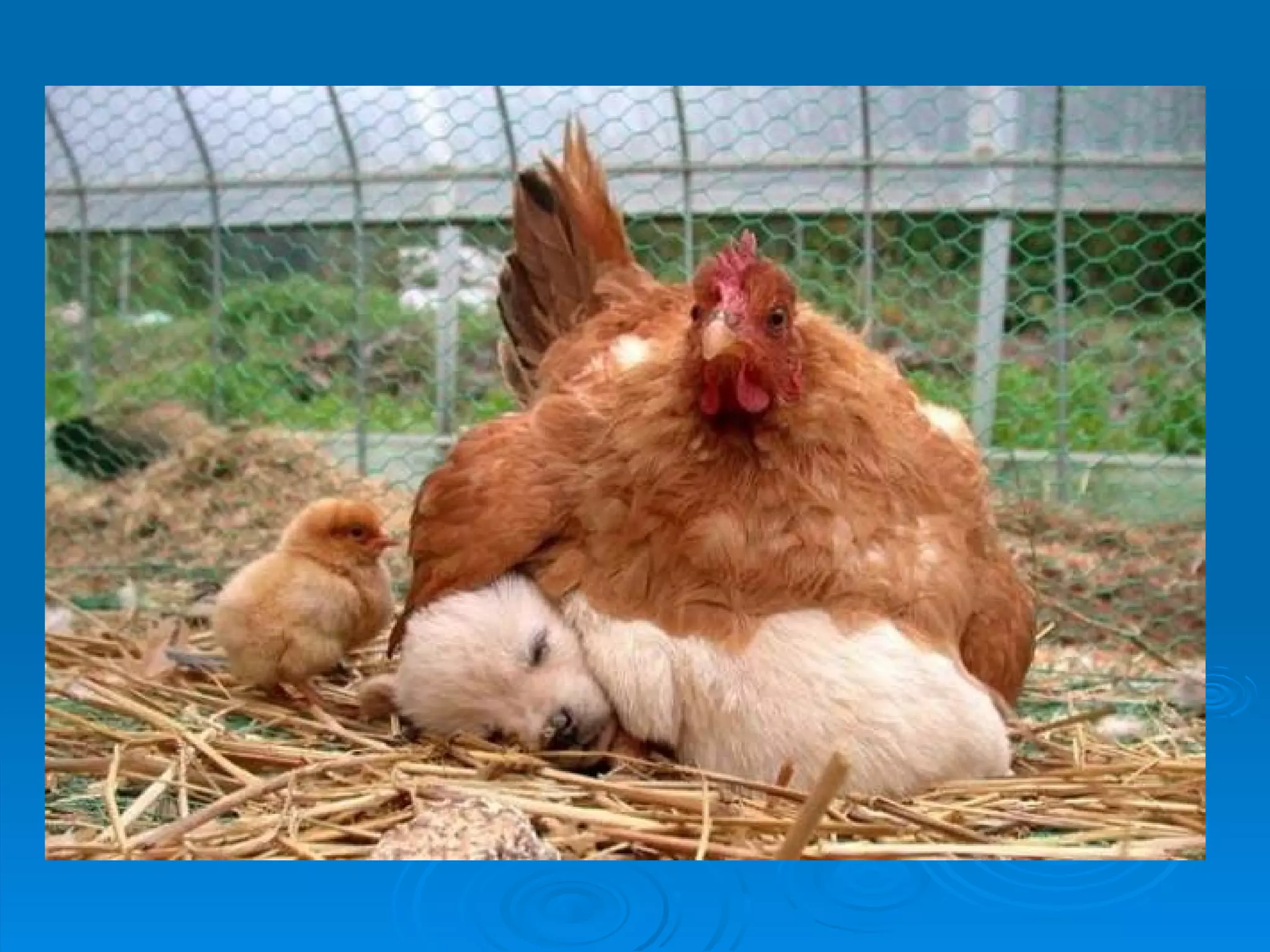 Amazing animals | PPT