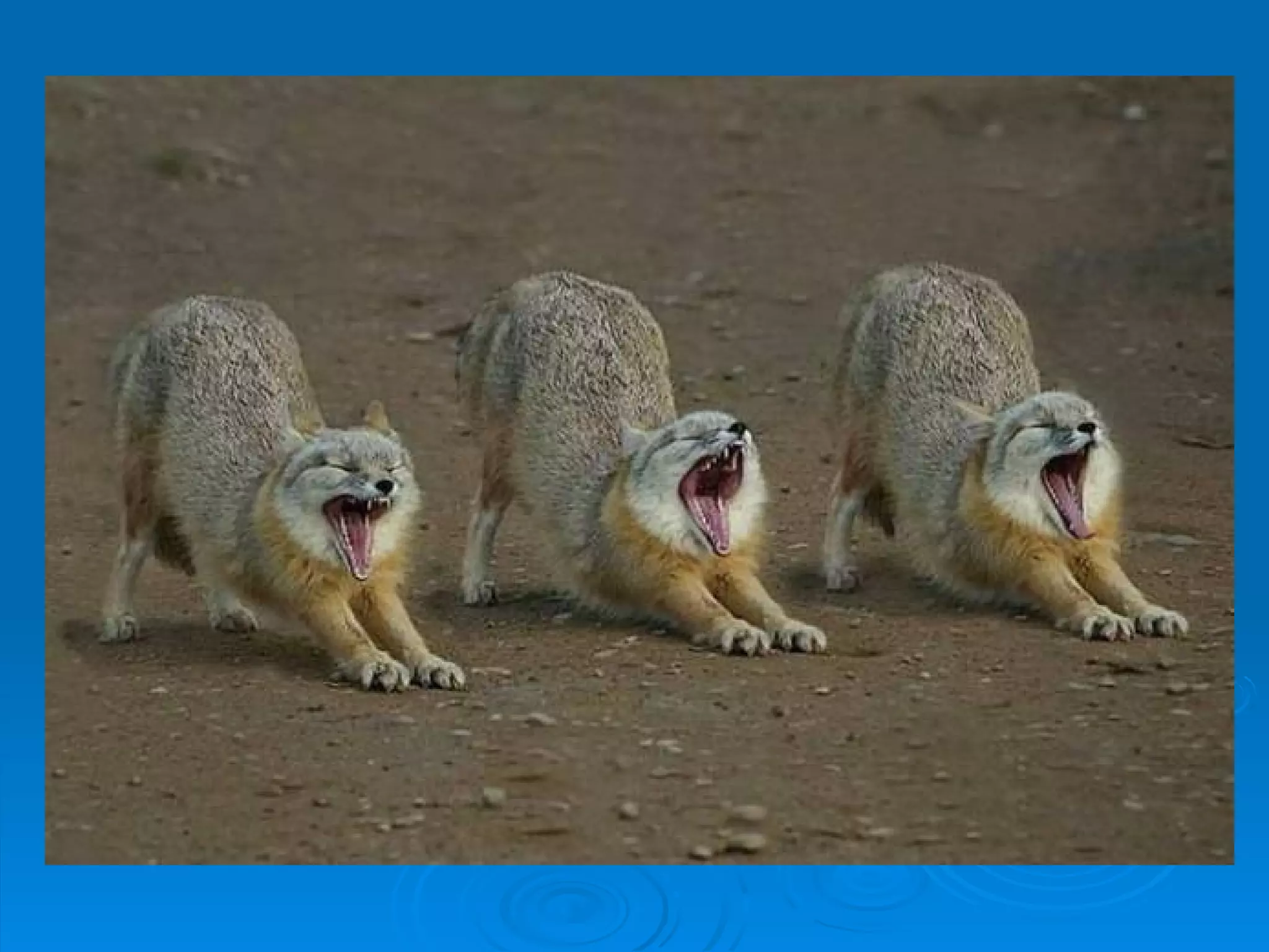 Amazing animals | PPT