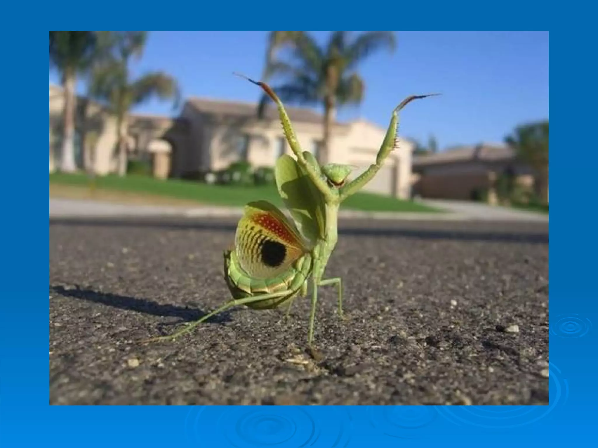 Amazing animals | PPT
