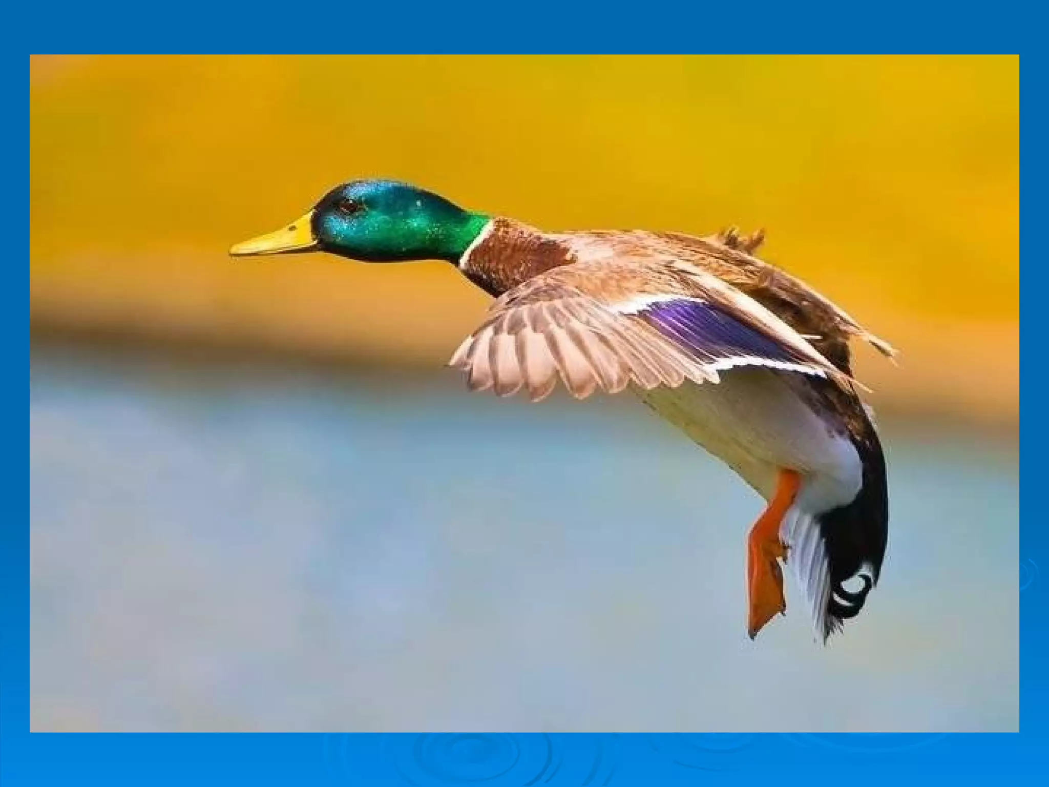 Amazing animals | PPT