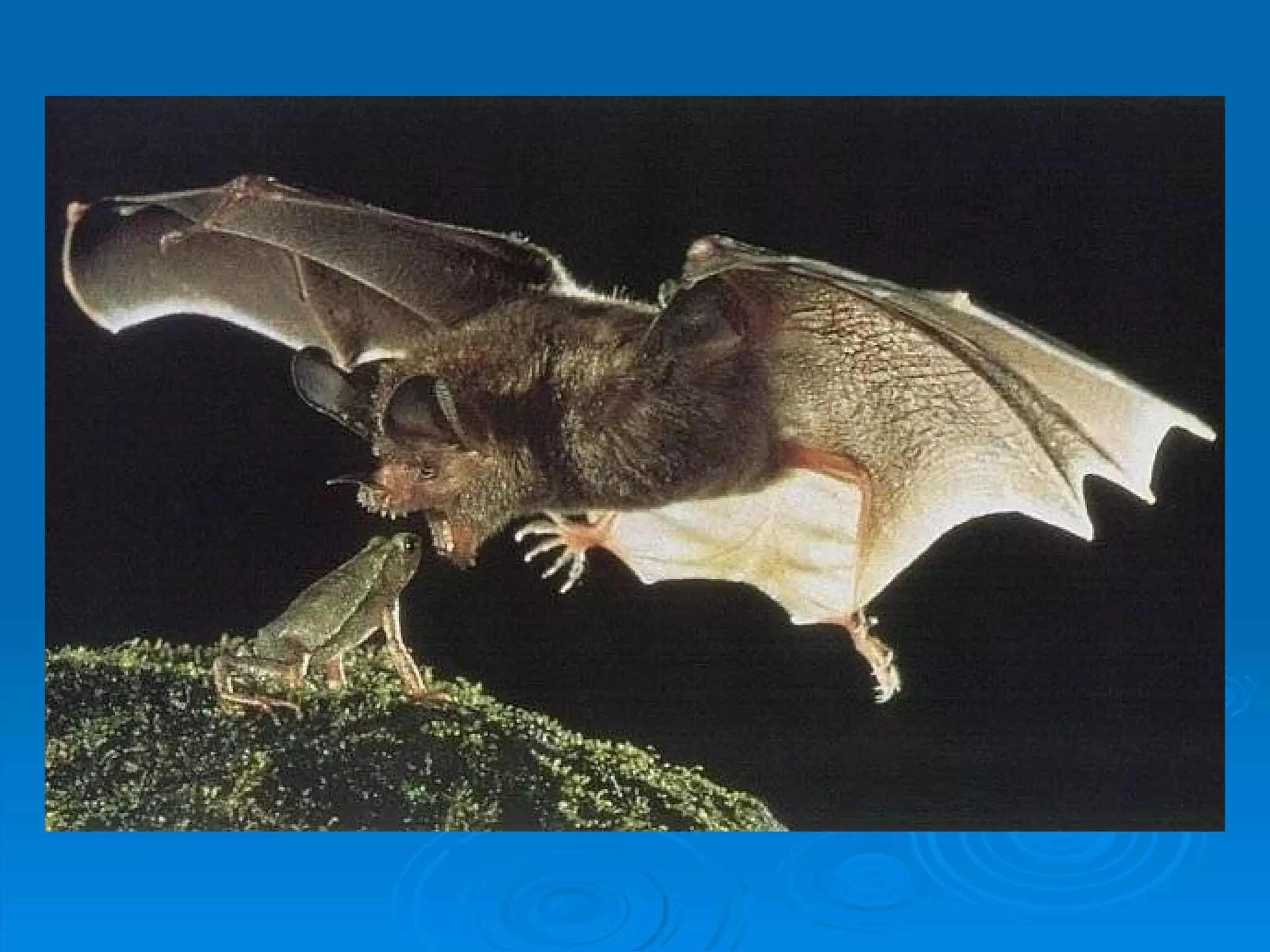 Amazing animals | PPT