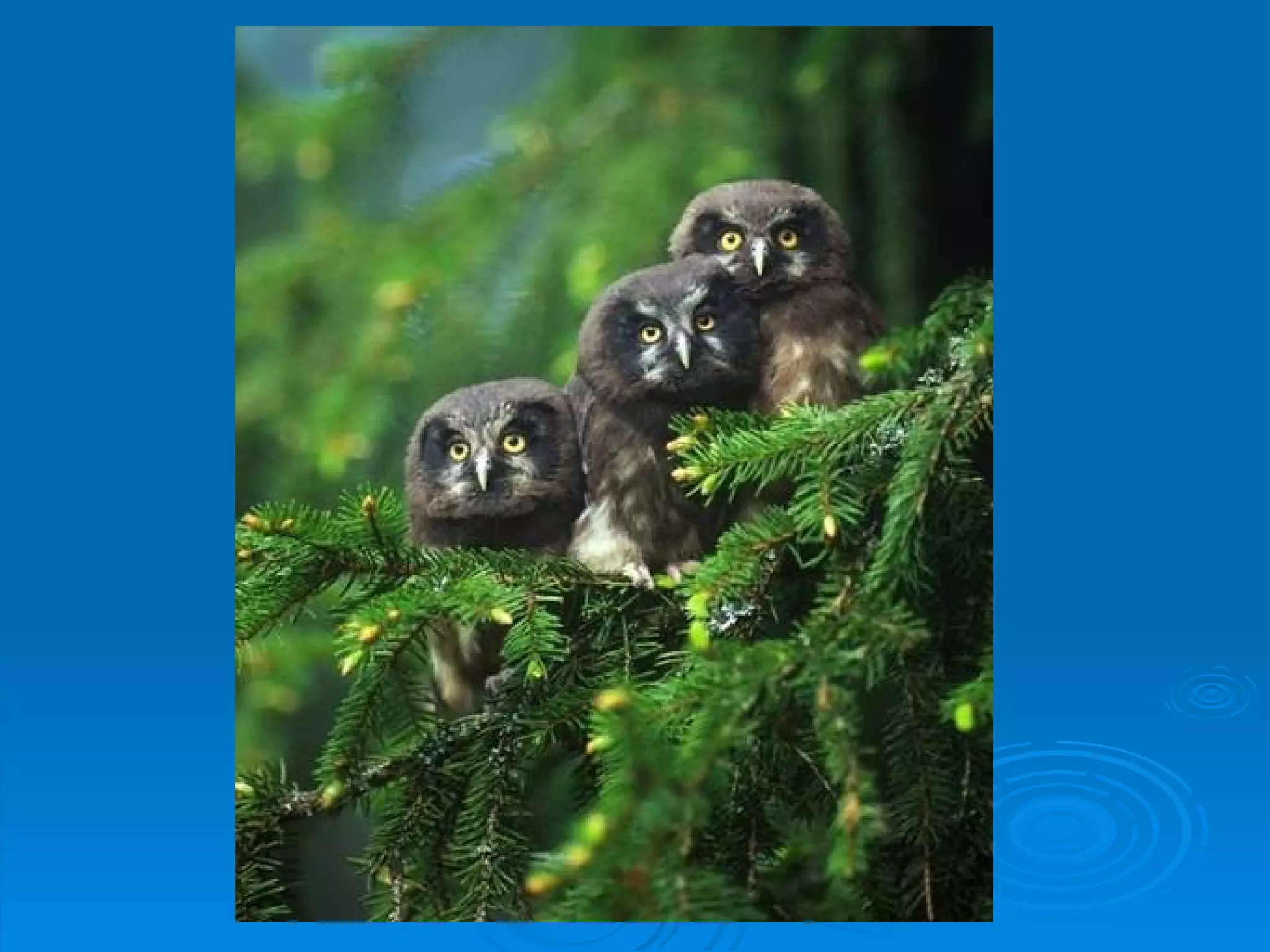 Amazing animals | PPT