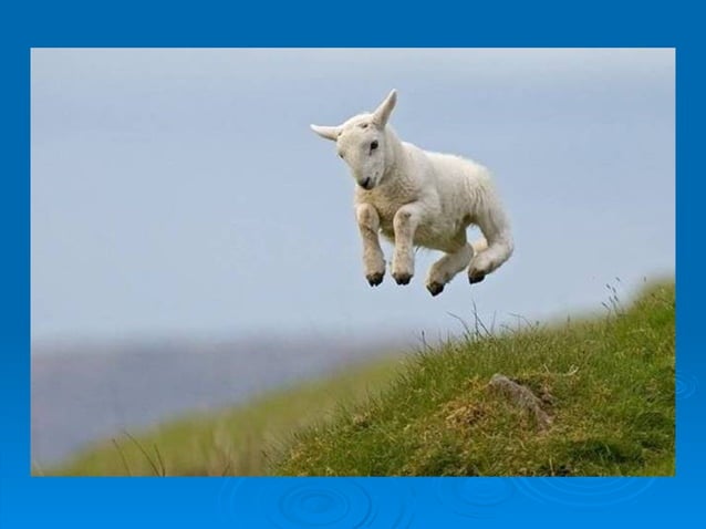 Amazing animals | PPT