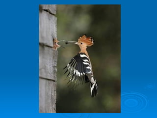 Amazing animals | PPT