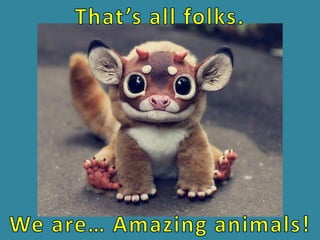Amazing animals | PPT