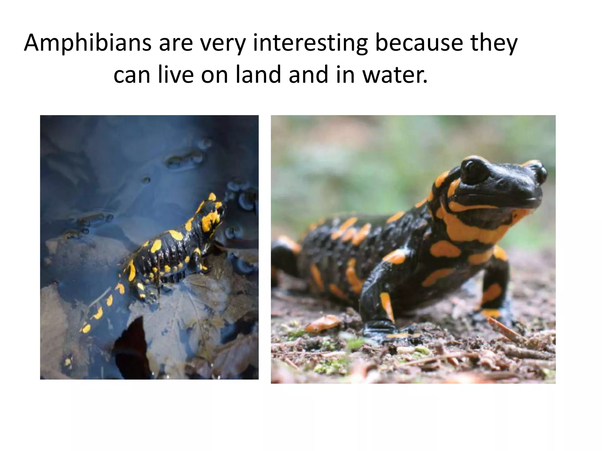 Amazing Animals Grade 1 | PPTX