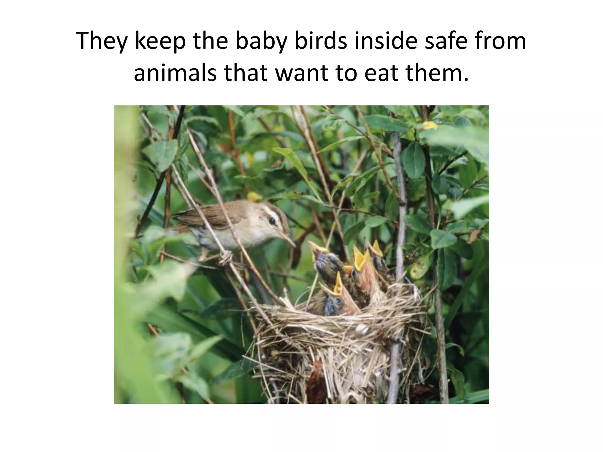 Amazing Animals Grade 1 | PPTX