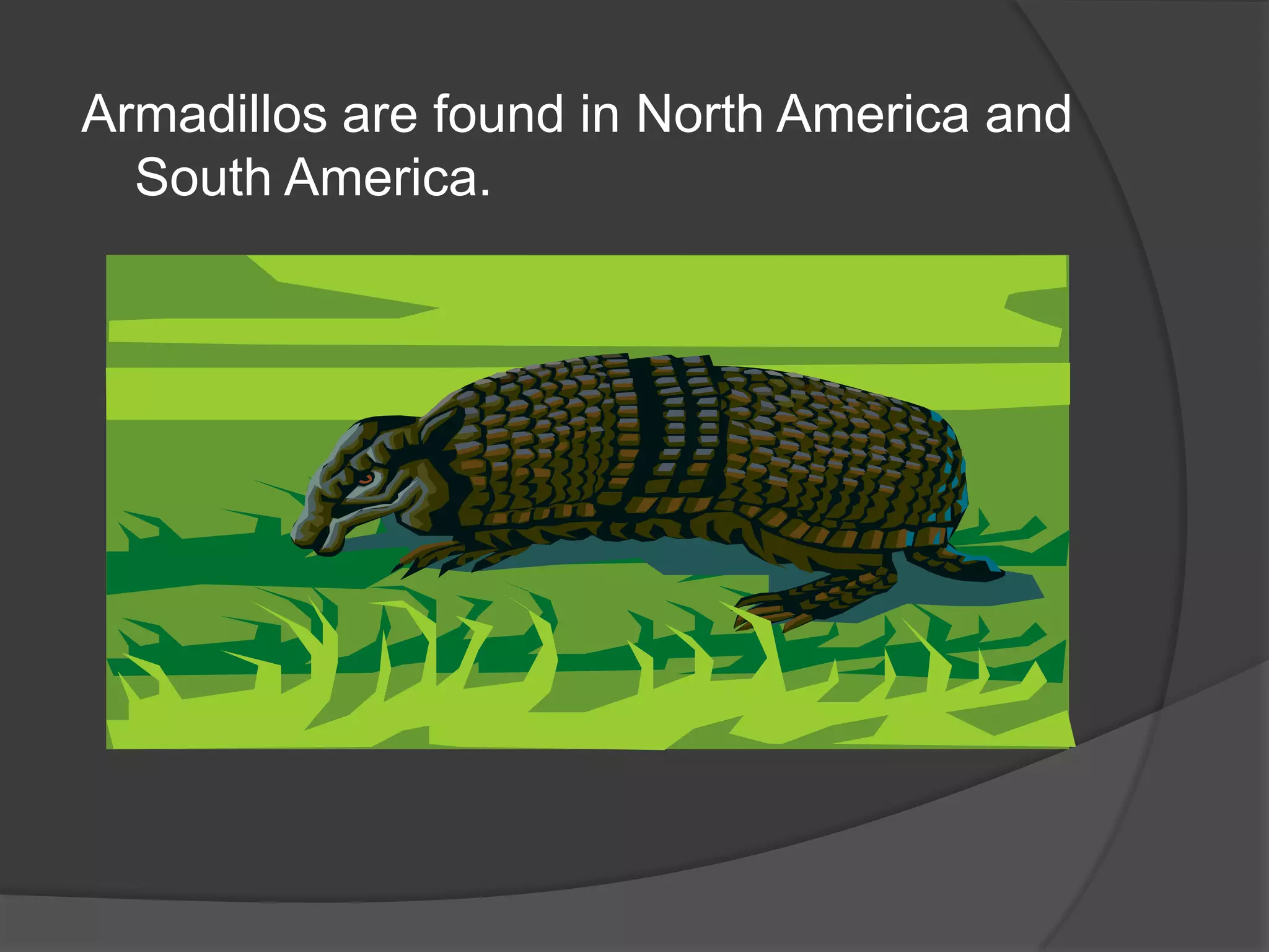 Amazing Armadillos by Braeden | PPTX