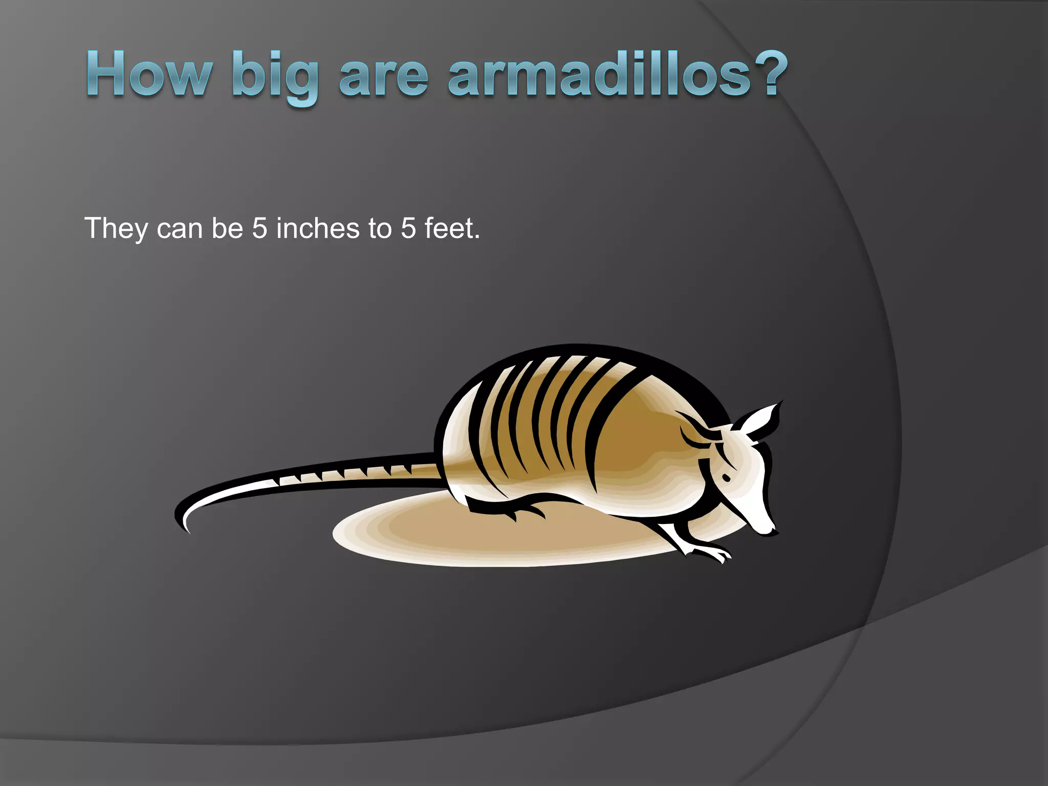 Amazing Armadillos by Braeden | PPTX