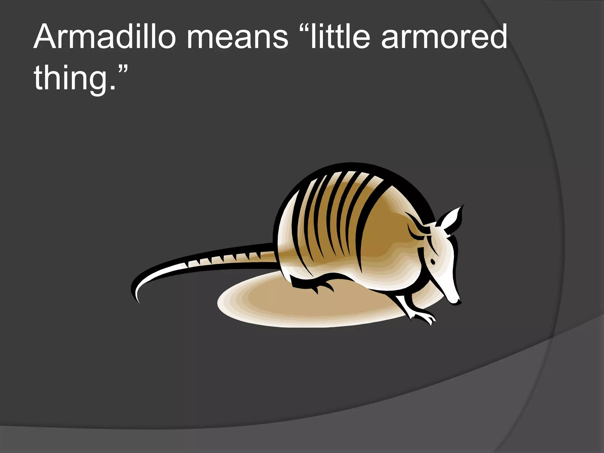 Amazing Armadillos by Braeden | PPTX