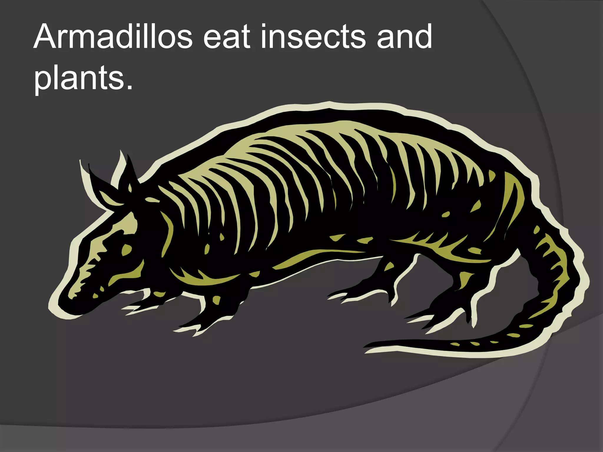 Amazing Armadillos by Braeden | PPTX