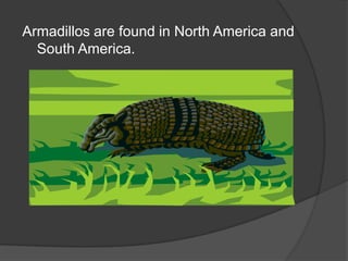 Amazing Armadillos by Braeden | PPTX