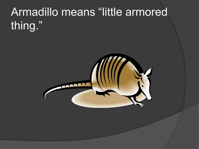 Amazing Armadillos by Braeden | PPTX