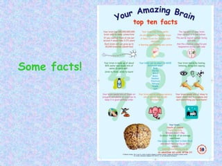 Your amazing brain assembly | PPT