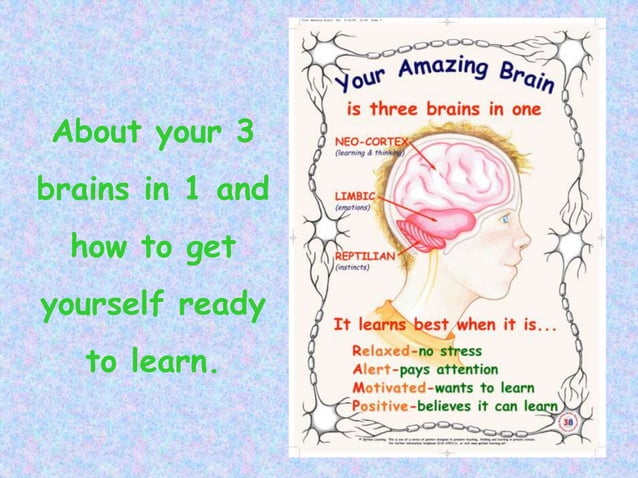 Your amazing brain assembly | PPT