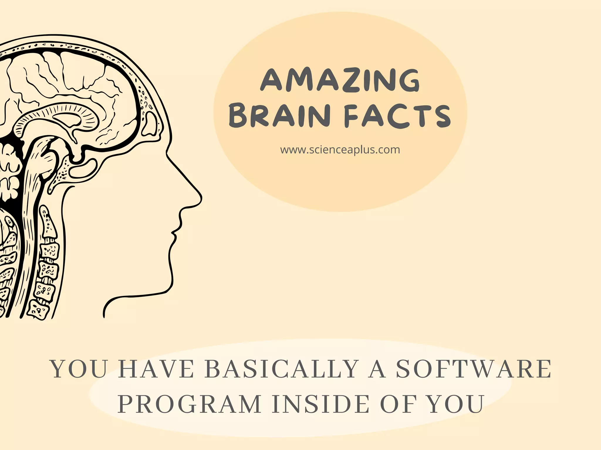 amazing brain facts.pdf