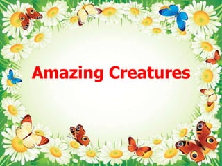 Amazing creatures Презентация урока английского языка | PPT