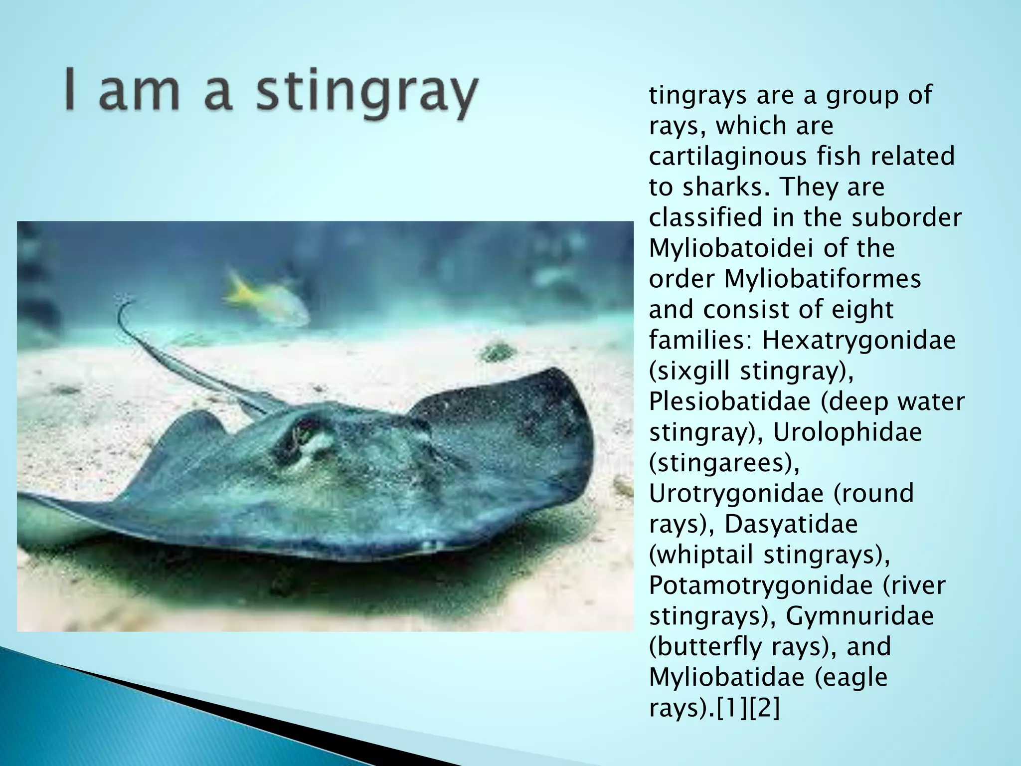 Amazing Creatures Underwater | PPTX