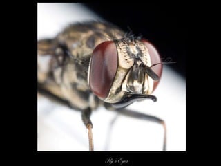 Amazing eye macros | PPS