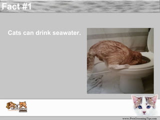 Amazing Fact About Cats | PPTX