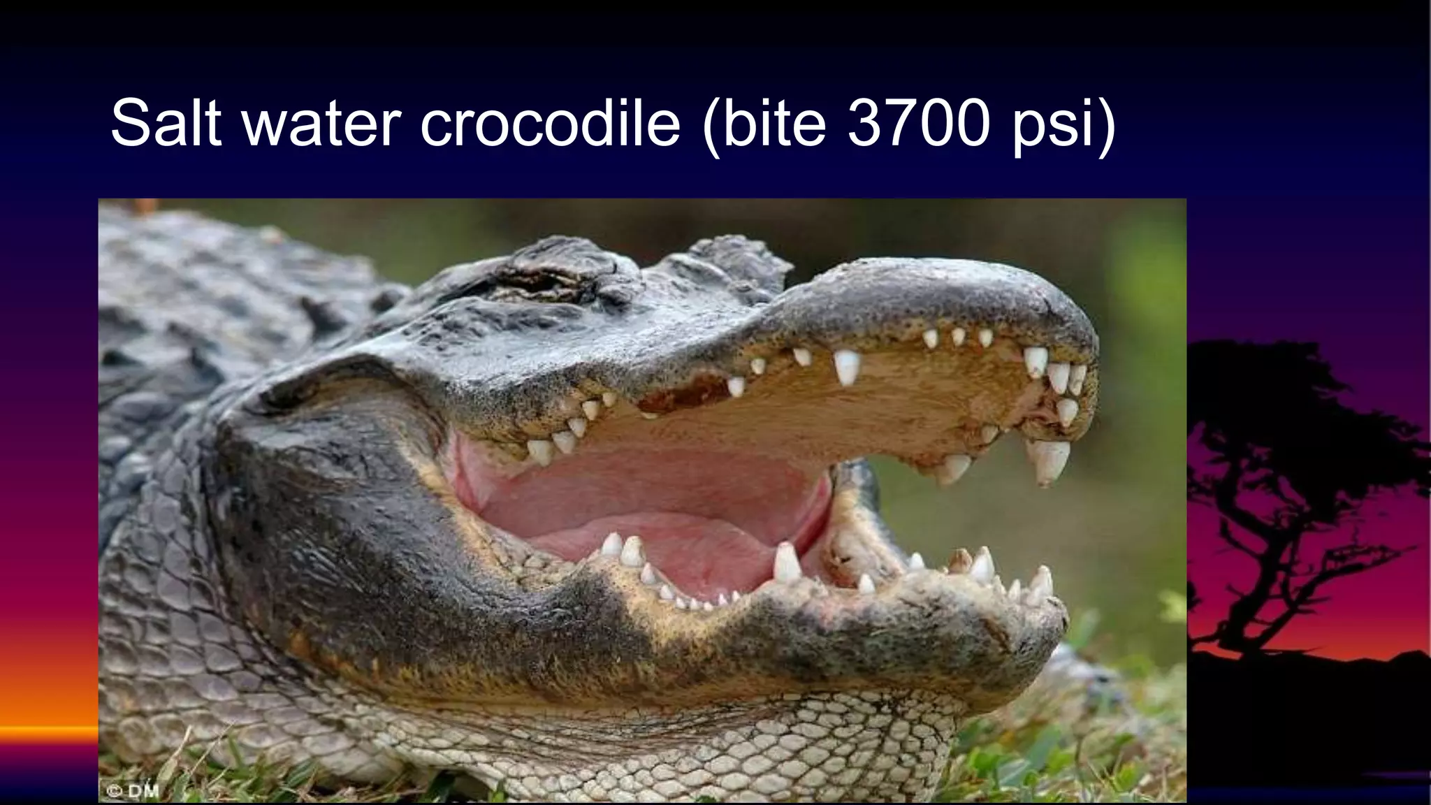 Amazing facts about different animals | PPTX