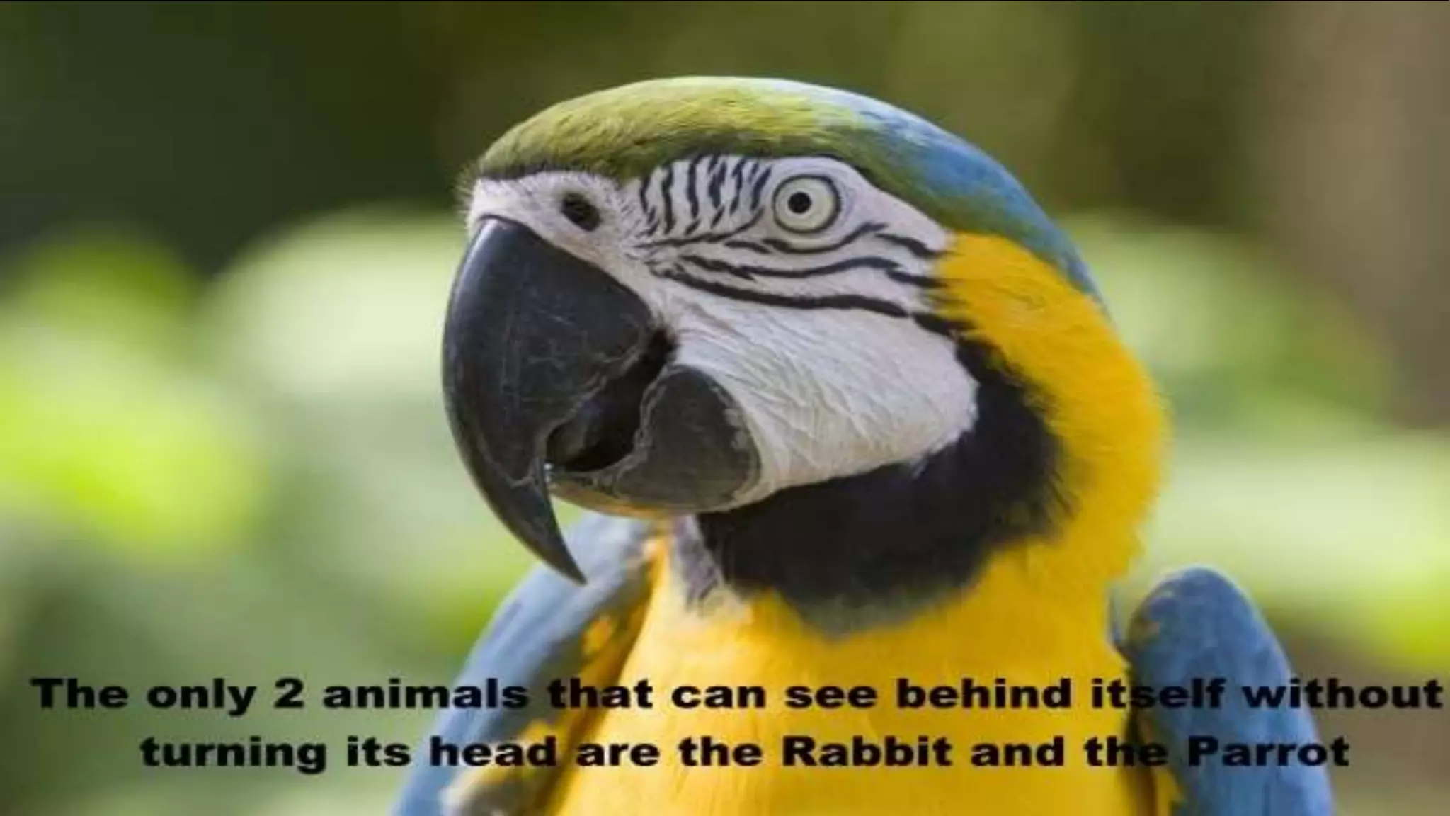 Amazing facts about different animals | PPTX
