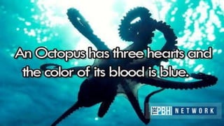 Amazing facts about different animals | PPTX