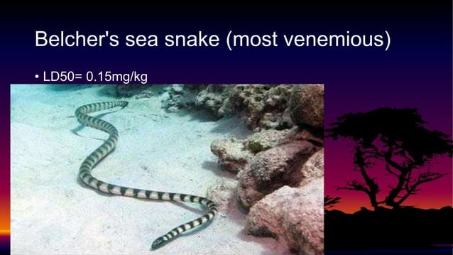 Amazing facts about different animals | PPTX