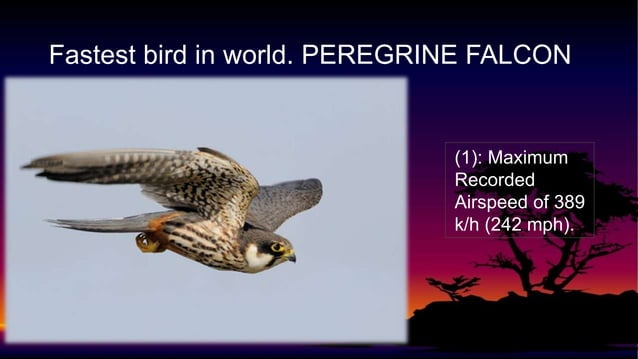 Amazing facts about different animals | PPTX