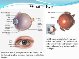 Amazing Facts About Our Eyes | PPT
