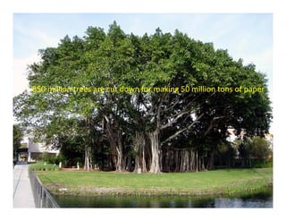 Amazing Facts Of Trees | PDF