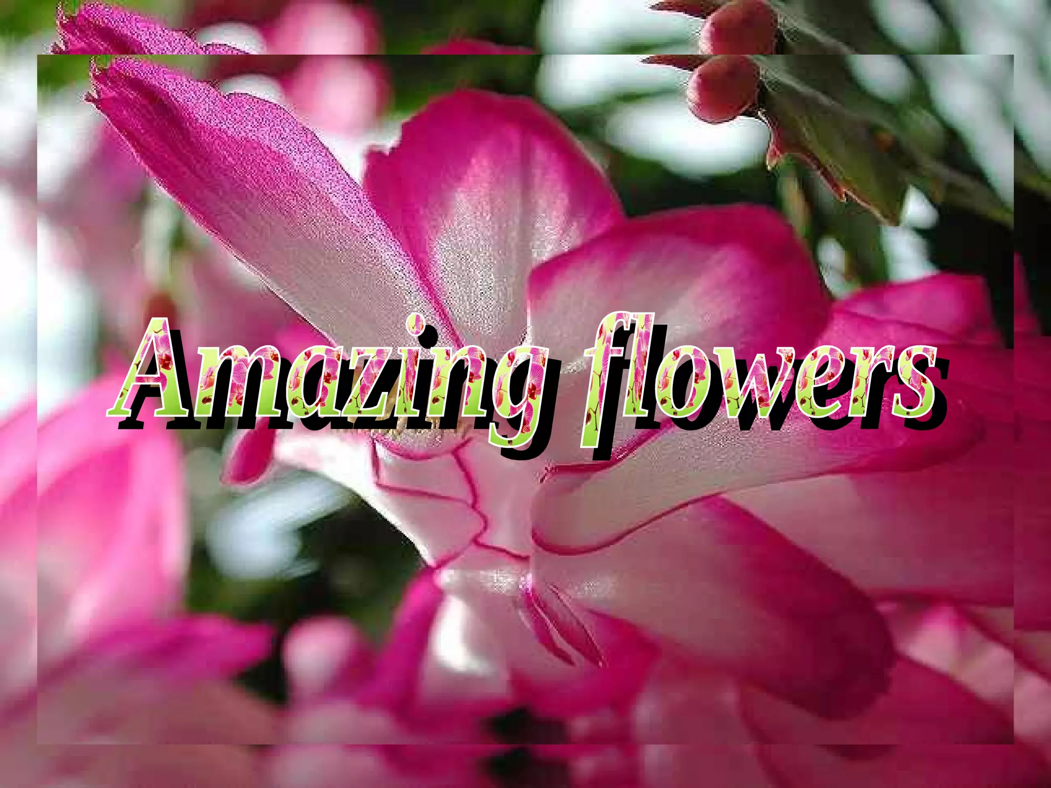 Amazing Flowers | PPS