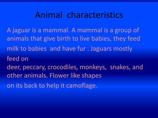 Amazing jaguars | PPT