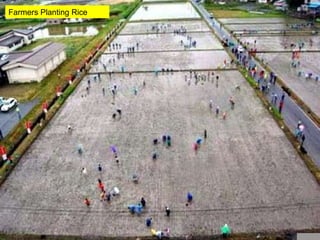 Amazing Japanese Rice Fields | PPT