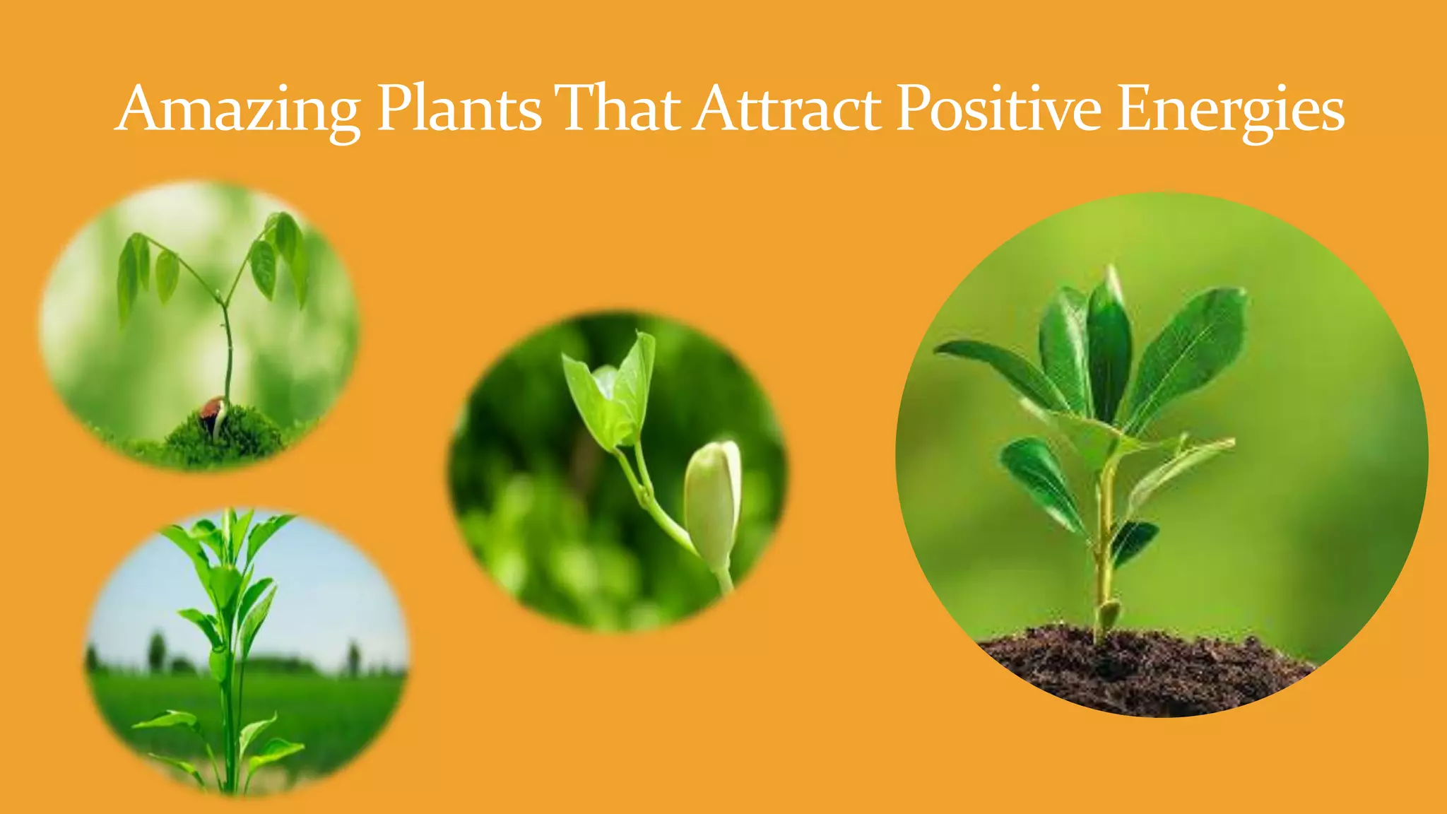 Amazing plants that attract positive energies | PPTX