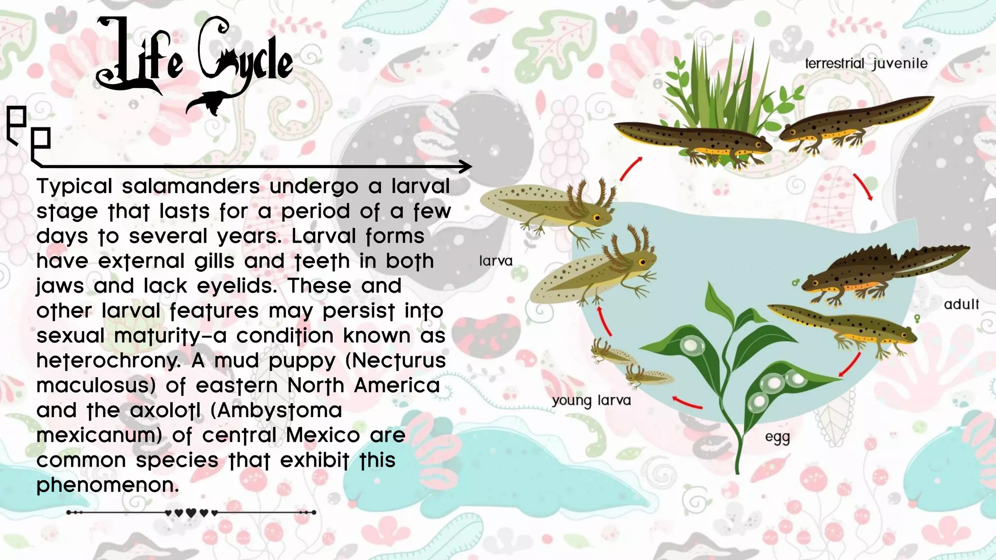 Amazing salamanders by chirag dhankhar | PDF