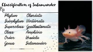 Amazing salamanders by chirag dhankhar | PDF