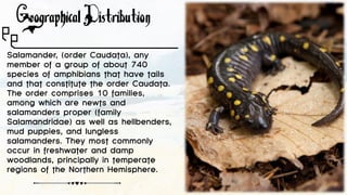 Amazing salamanders by chirag dhankhar | PDF