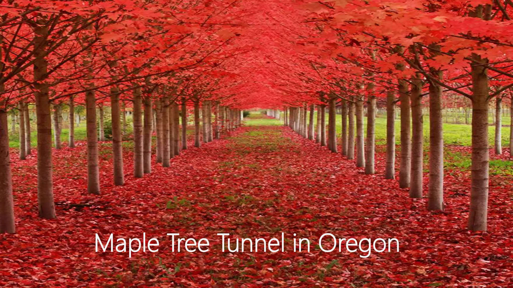 Top 10 Amazing tree in the world | PPTX