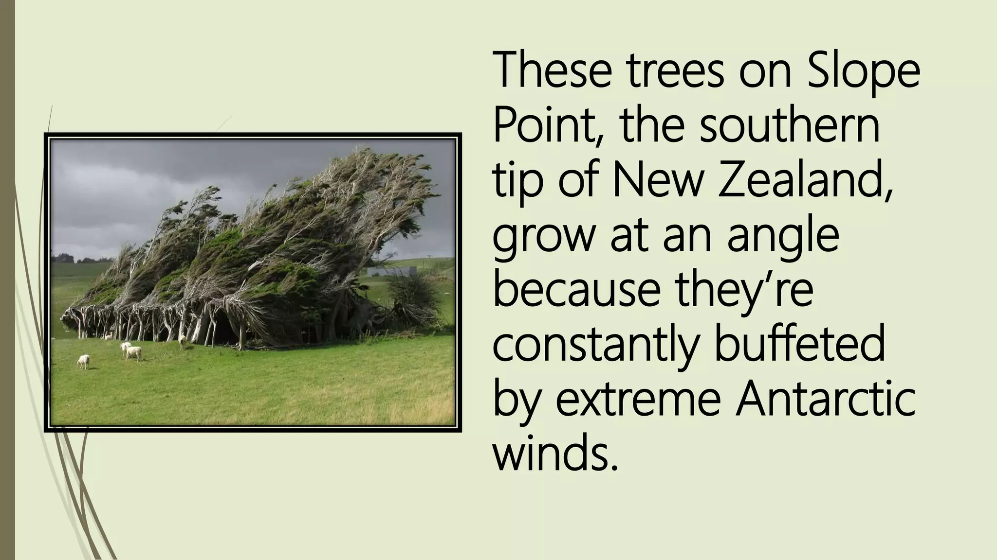 Top 10 Amazing tree in the world | PPTX