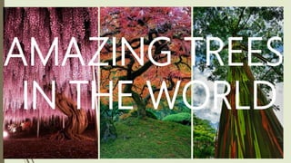 Top 10 Amazing tree in the world | PPTX