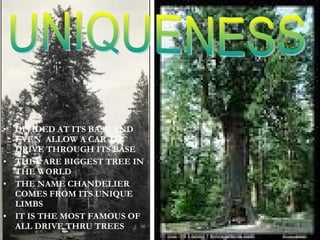 Amazing trees of the world by yashika kothari --kulachi hansraj | PPT ...