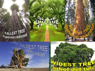Amazing trees of the world by yashika kothari --kulachi hansraj | PPT ...