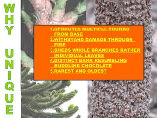 Amazing trees of the world by yashika kothari --kulachi hansraj | PPT ...