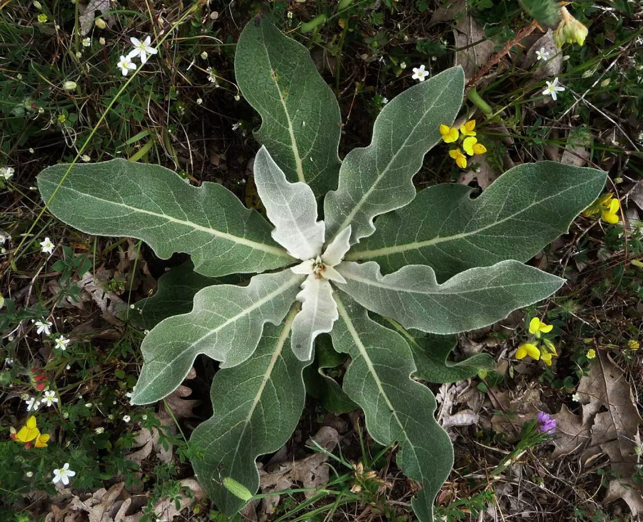 Amazing verbascum leaf rosettes | PDF