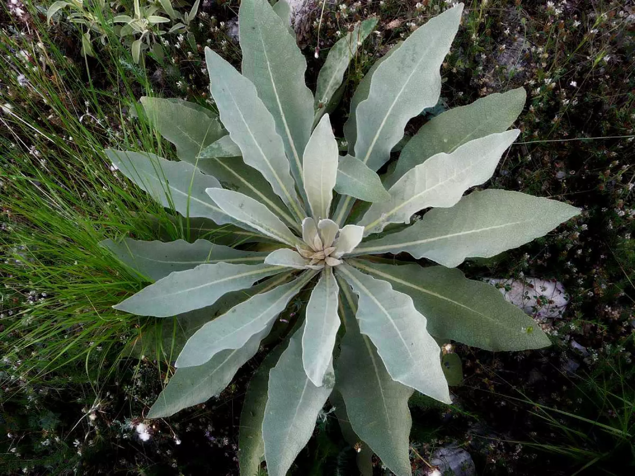 Amazing verbascum leaf rosettes | PDF