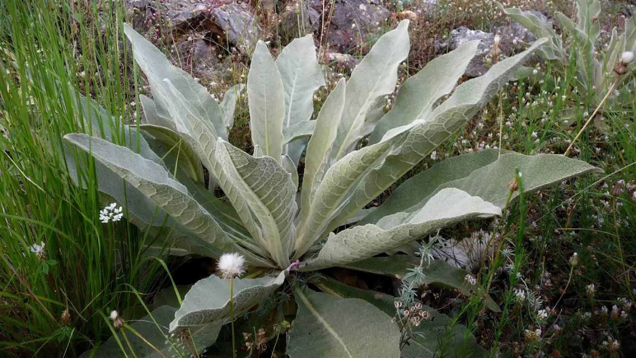Amazing verbascum leaf rosettes | PDF