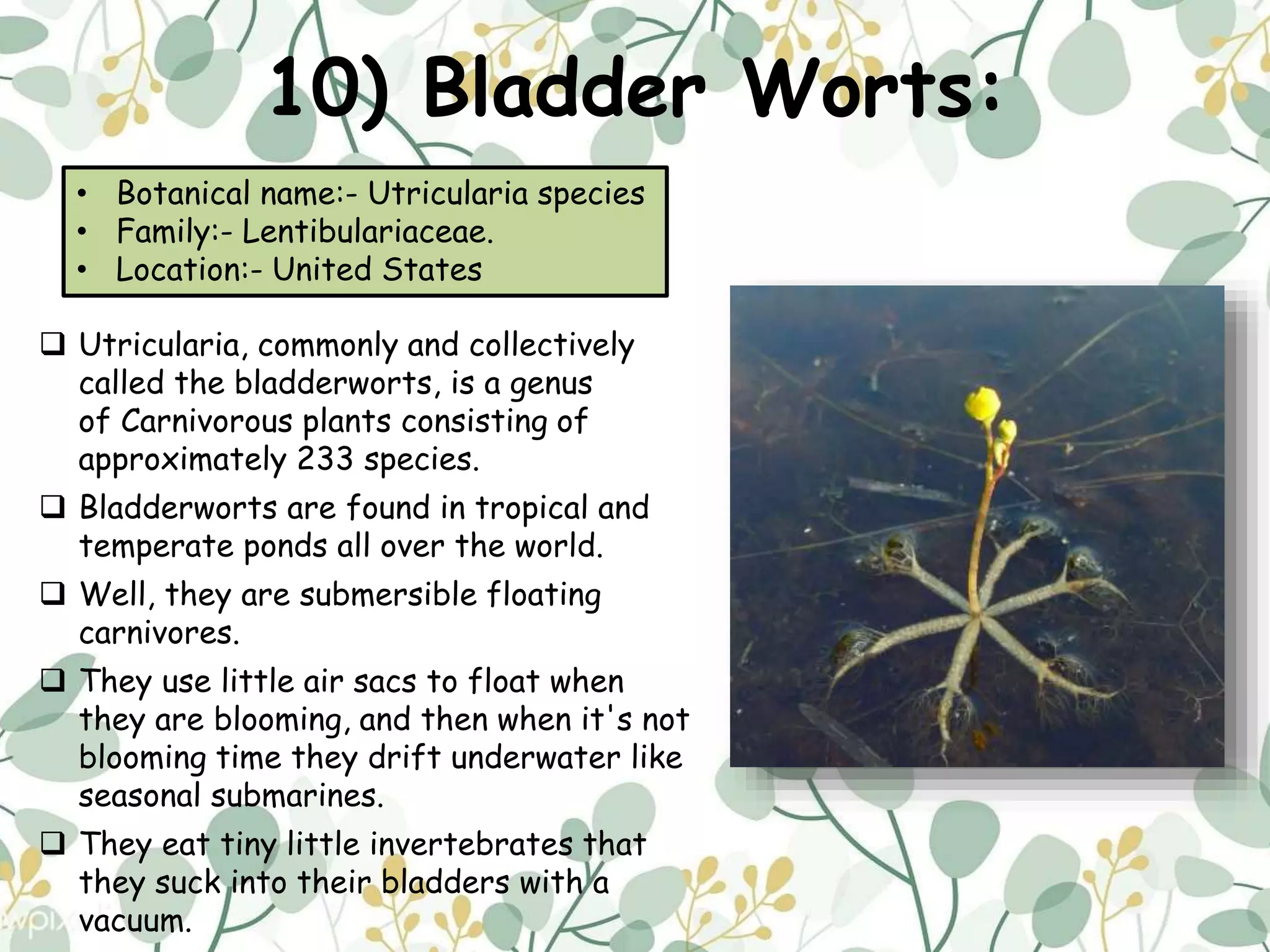 Amazing & Weird Plants Around the World...!!! | PPTX